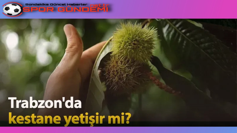 Trabzon'da Kestane Hasadı Başlıyor! - SPOR GÜNDEMİ