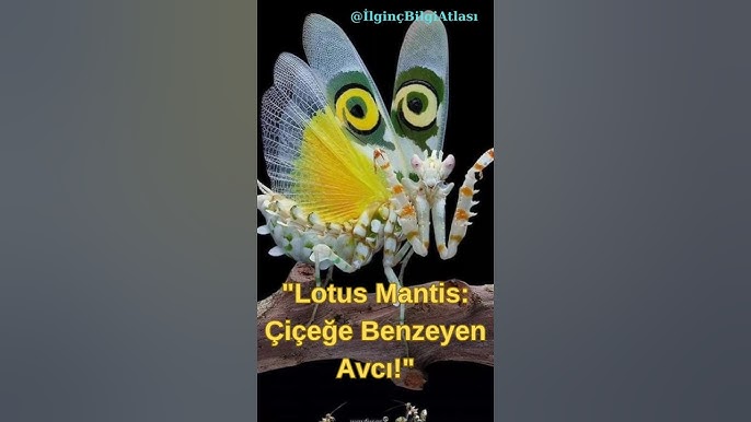 Lotus Mantis Böceği Gerçek mi? Var mı? - SPOR GÜNDEMİ