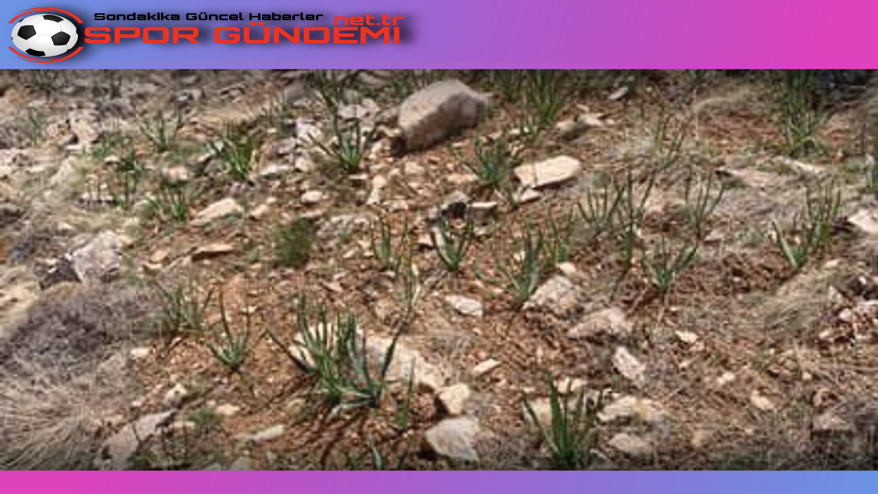 Niğde'den Doğal Antibiyotik: Kiriş Otu Keşfi! - SPOR GÜNDEMİ